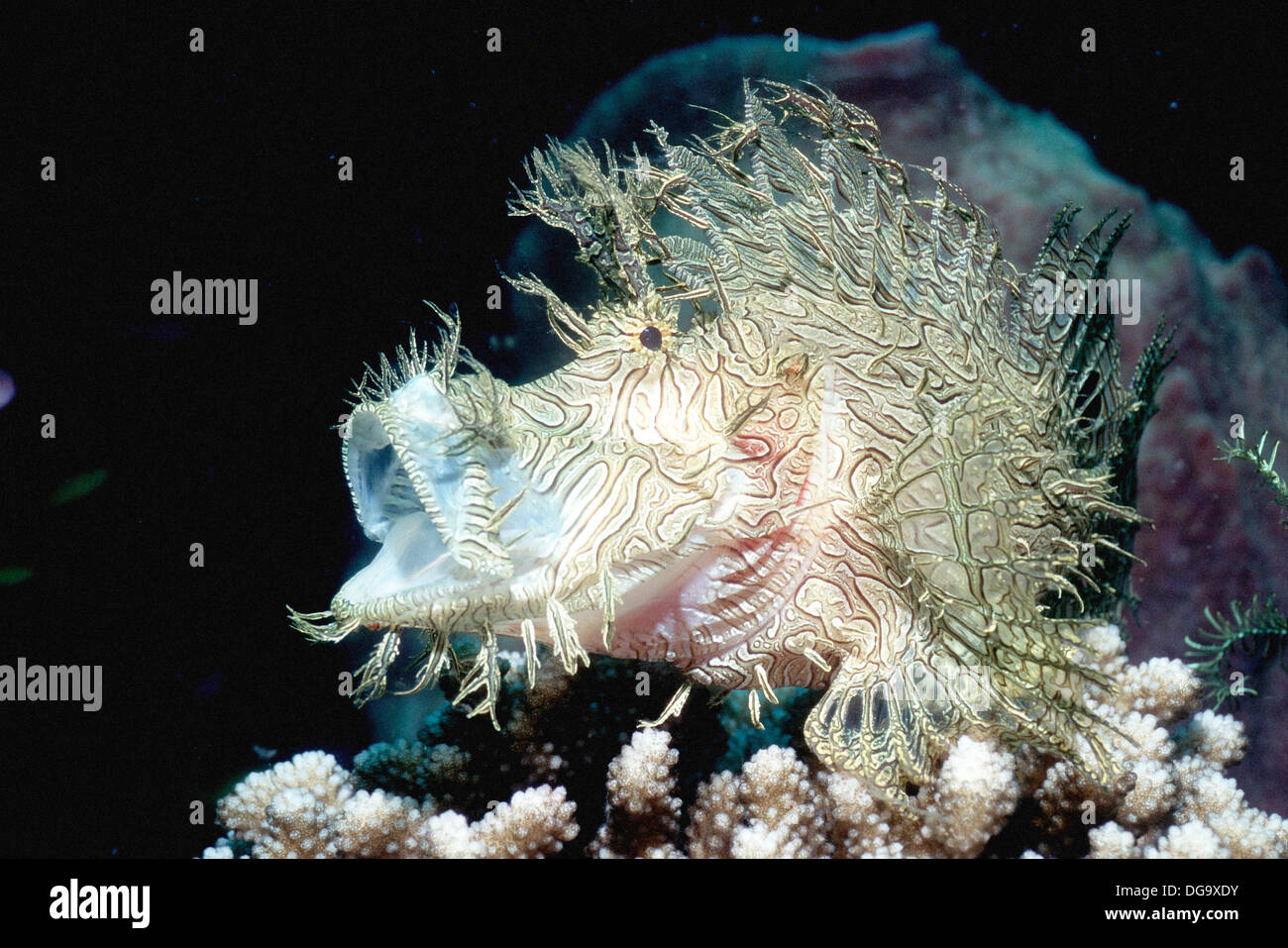 Merlet scorpionfish rhinopias aphanes hi-res stock photography and ...