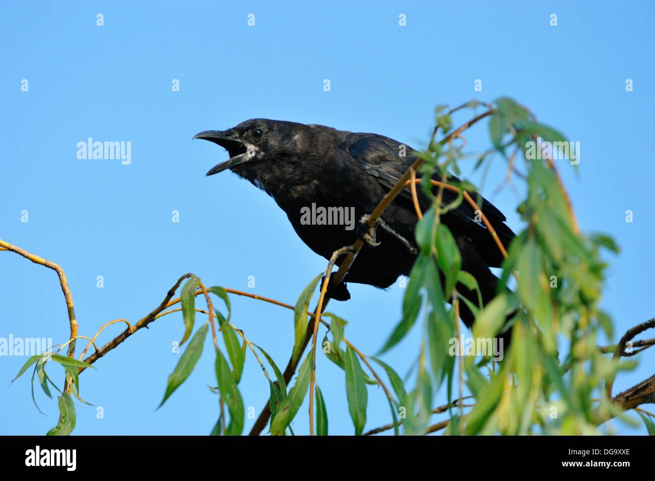 Screaming owl owl hi-res stock photography and images - Alamy