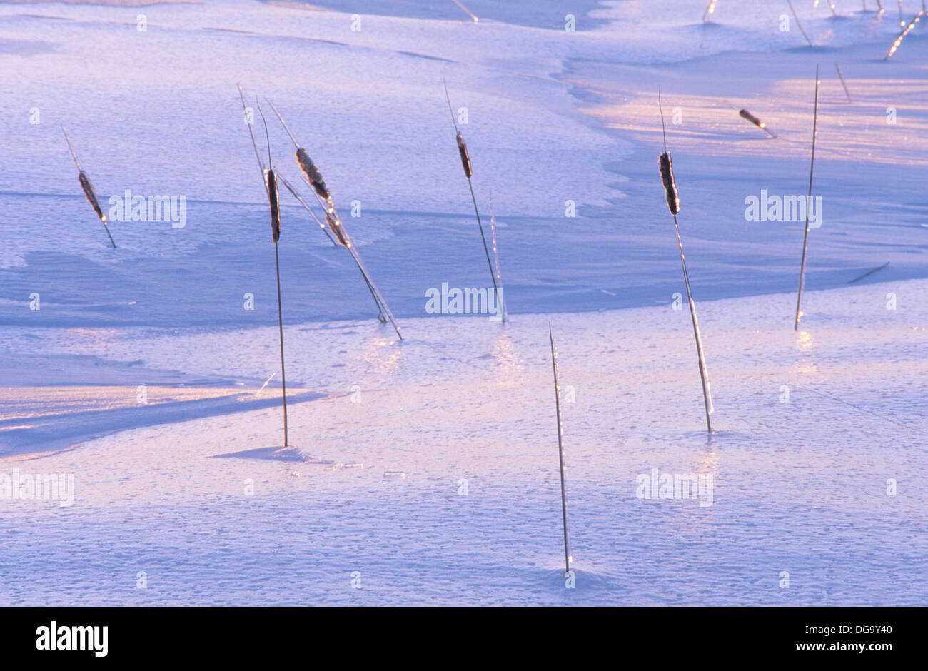 Cattail typha spp hi-res stock photography and images - Alamy