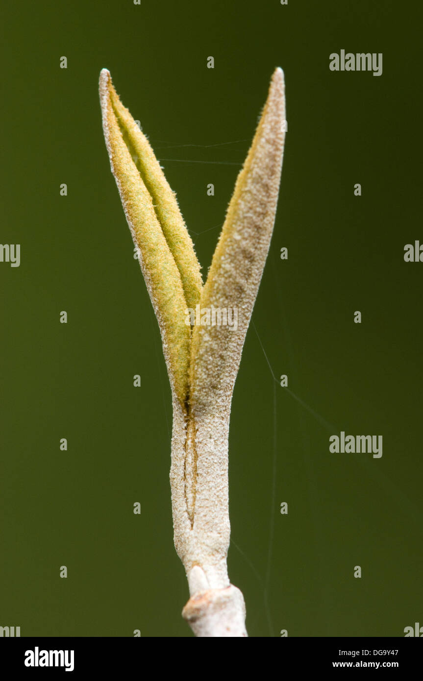 Viburnum casssinoides hi-res stock photography and images - Alamy