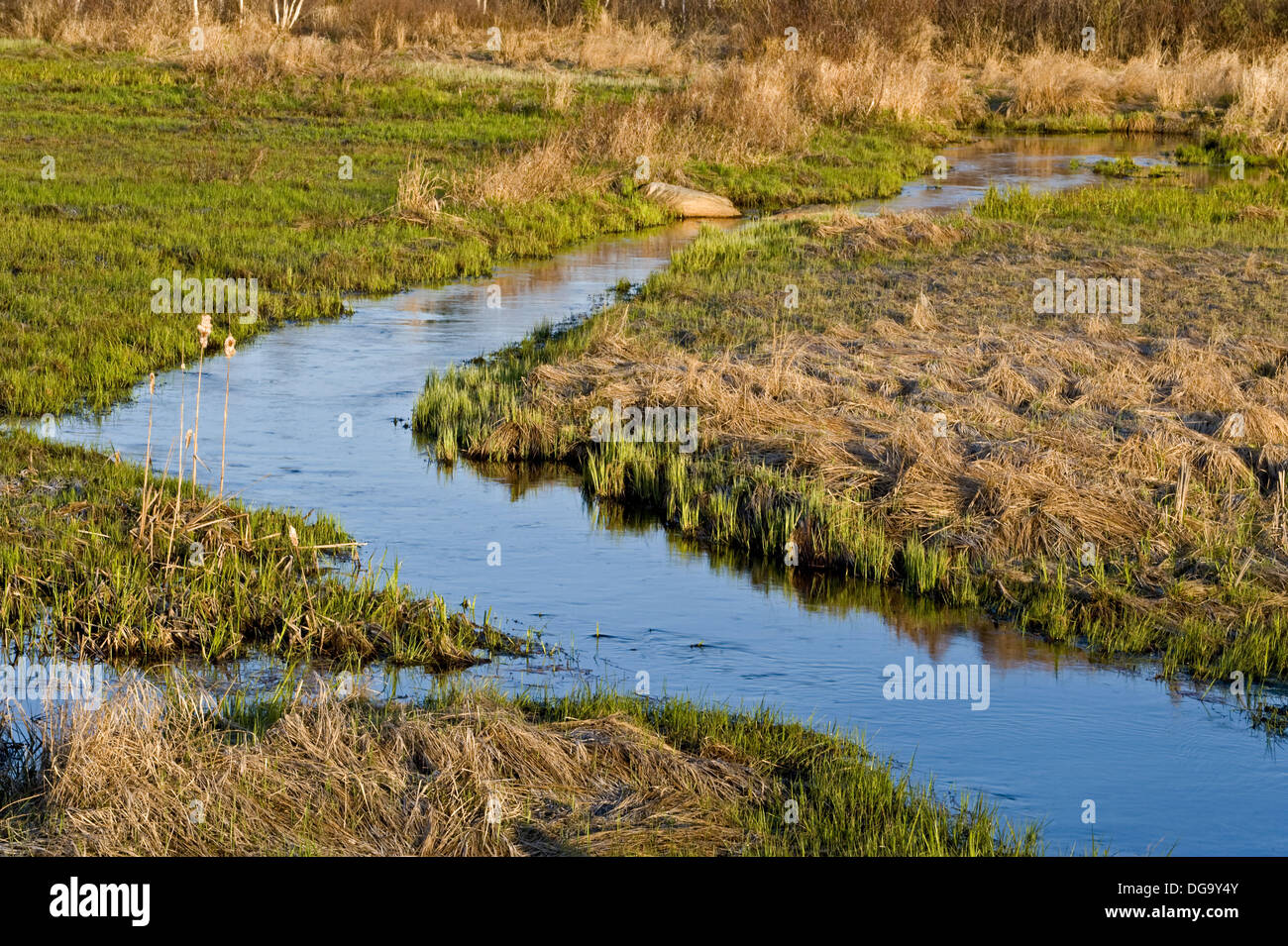 Emerging green colour in spring wetland with water channel Stock Photo ...