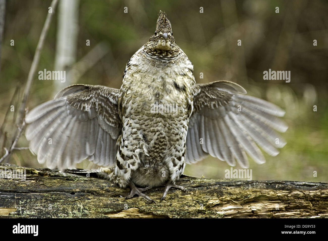 Ruffed grouse drumming log hi-res stock photography and images - Alamy