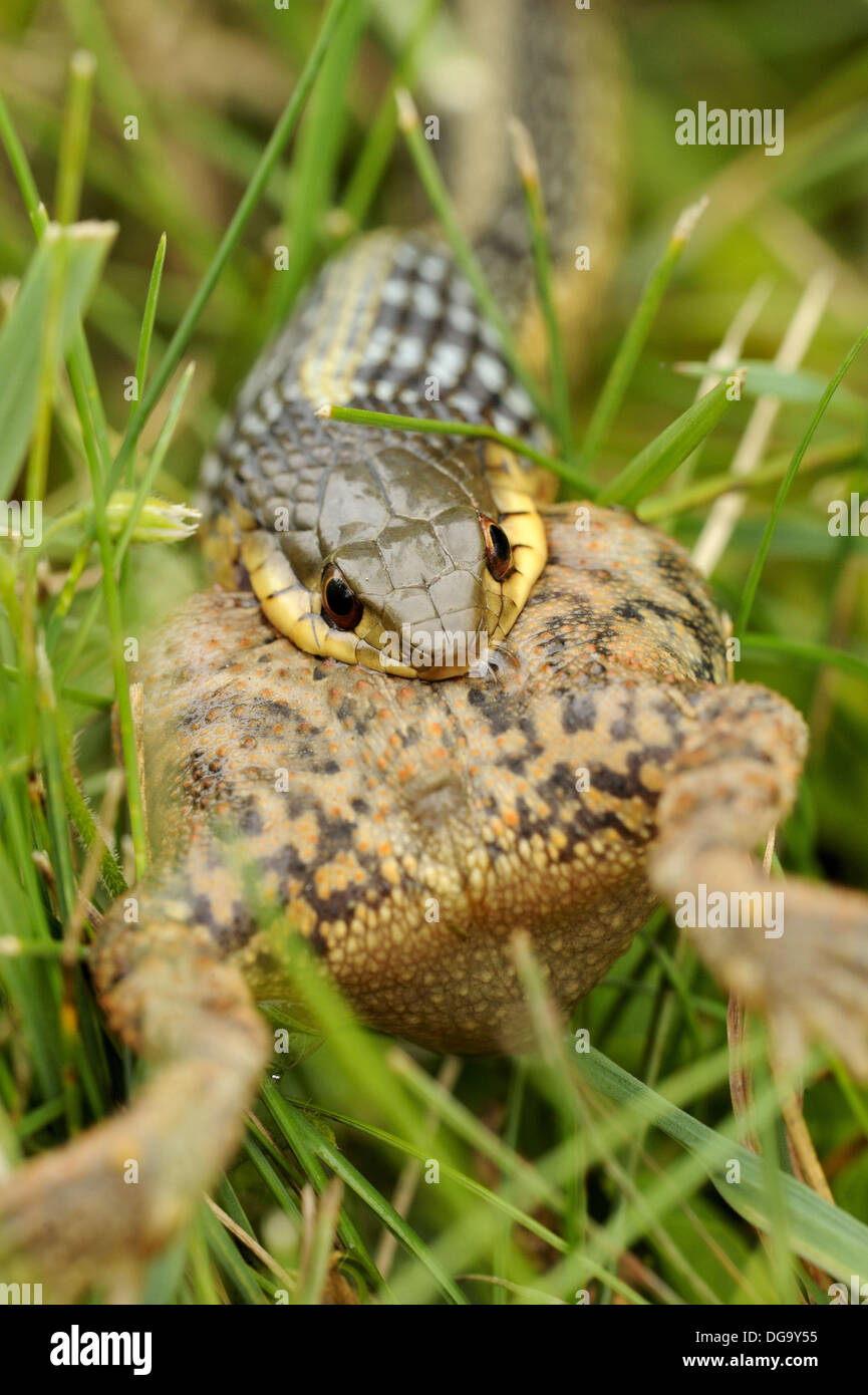 Common chain snake hi-res stock photography and images - Alamy