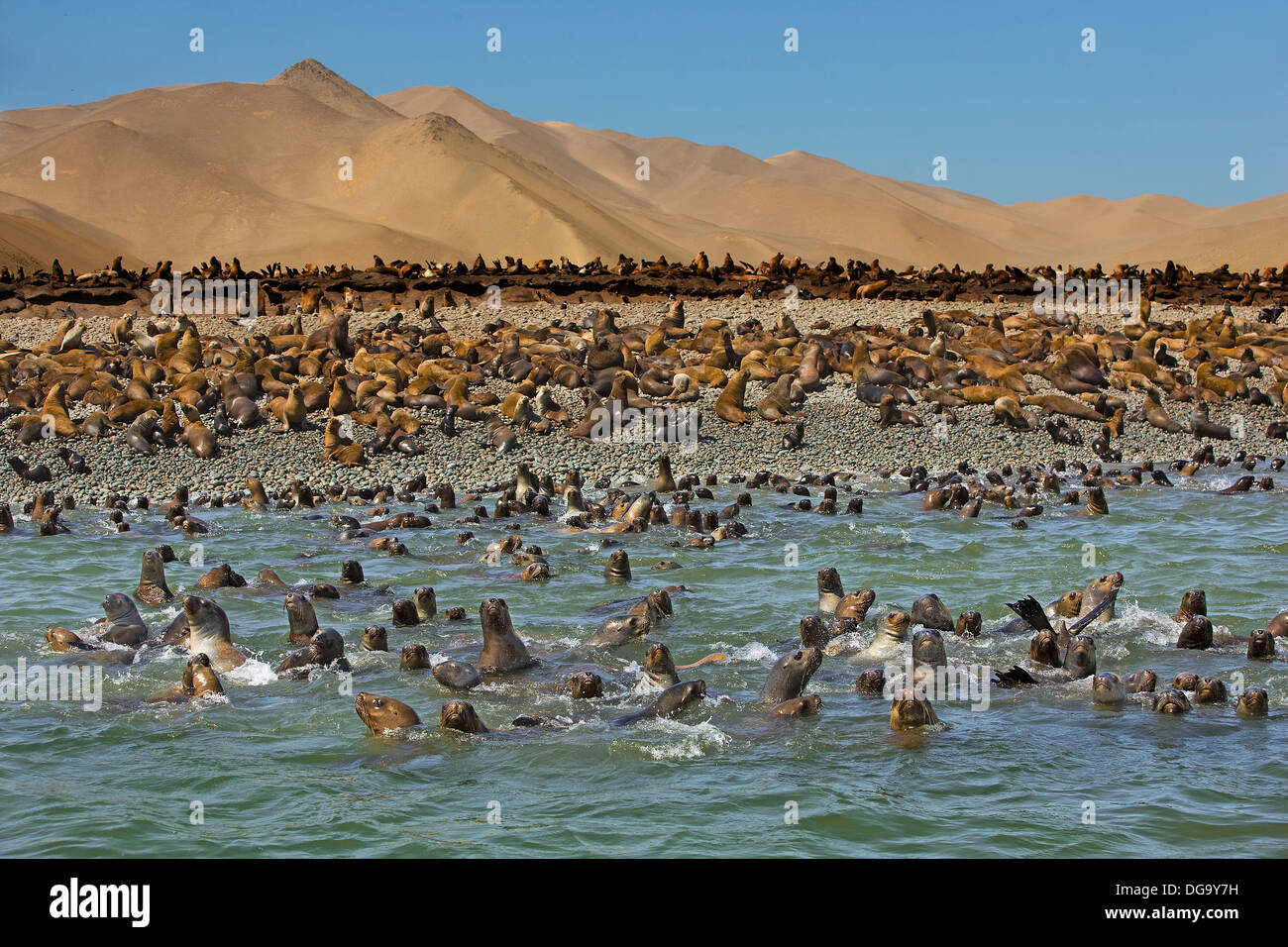 Paracas National Reserve, Peru Stock Photo - Alamy