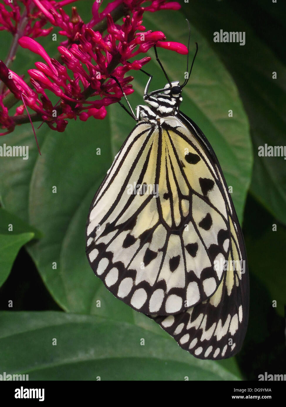 White nymph hi-res stock photography and images - Alamy