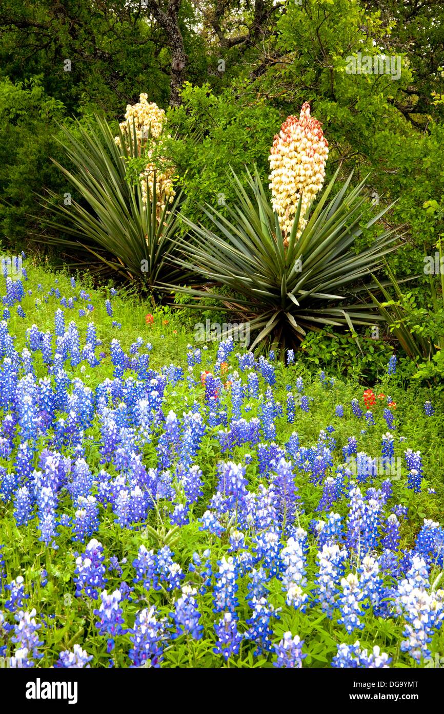 Texas hill country yucca plant hi-res stock photography and images - Alamy