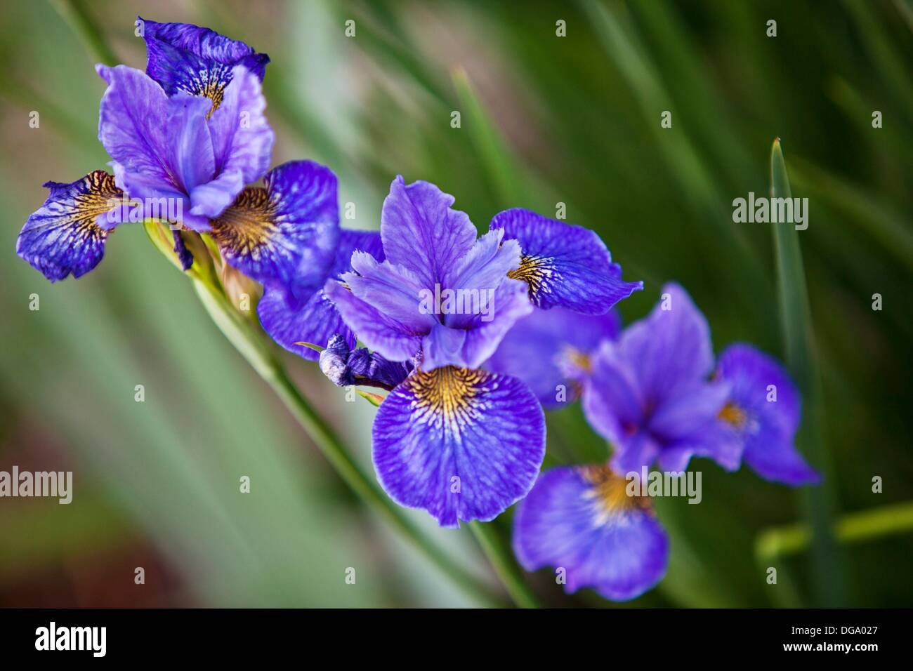 Irisis hi-res stock photography and images - Alamy