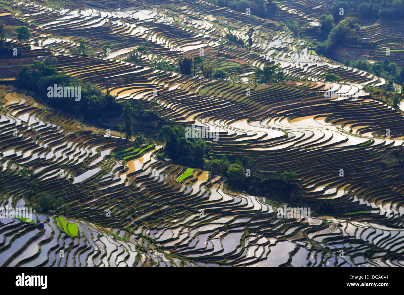 Yuanyang terraces hi-res stock photography and images - Alamy