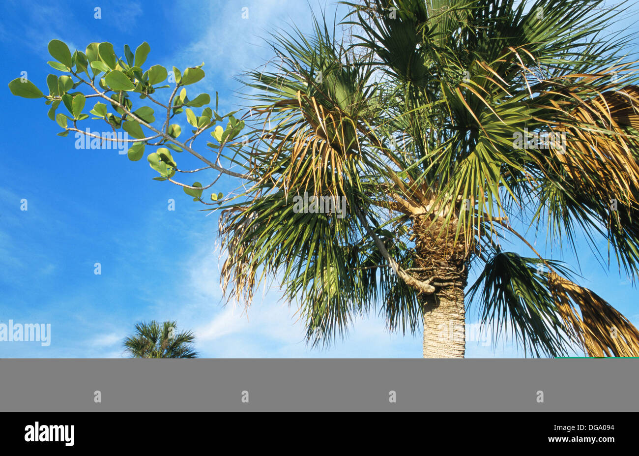 Fig Ficus Parasite Stock Photos & Fig Ficus Parasite Stock Images - Alamy