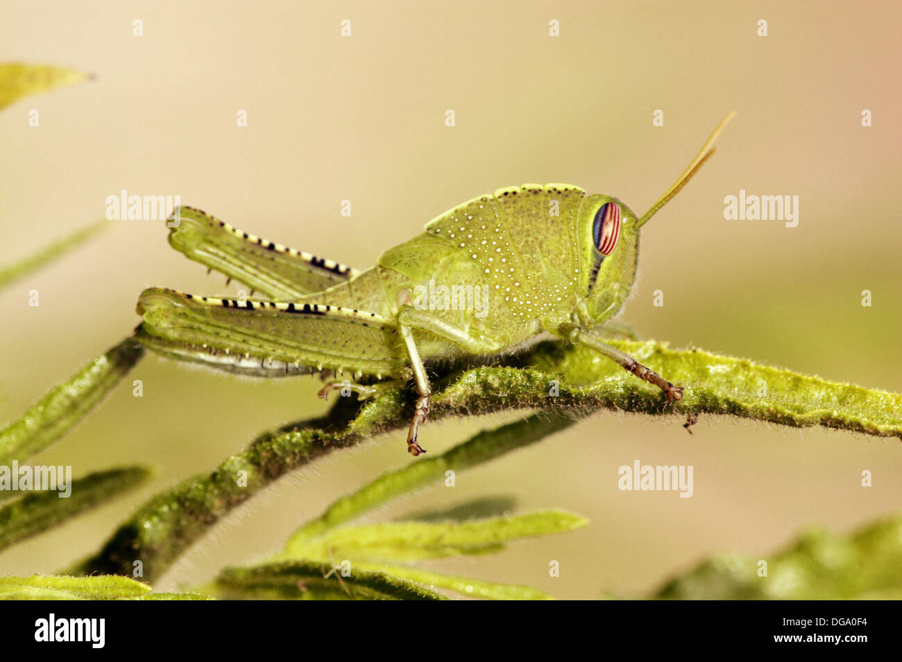 Aegyptium anacridium hi-res stock photography and images - Alamy