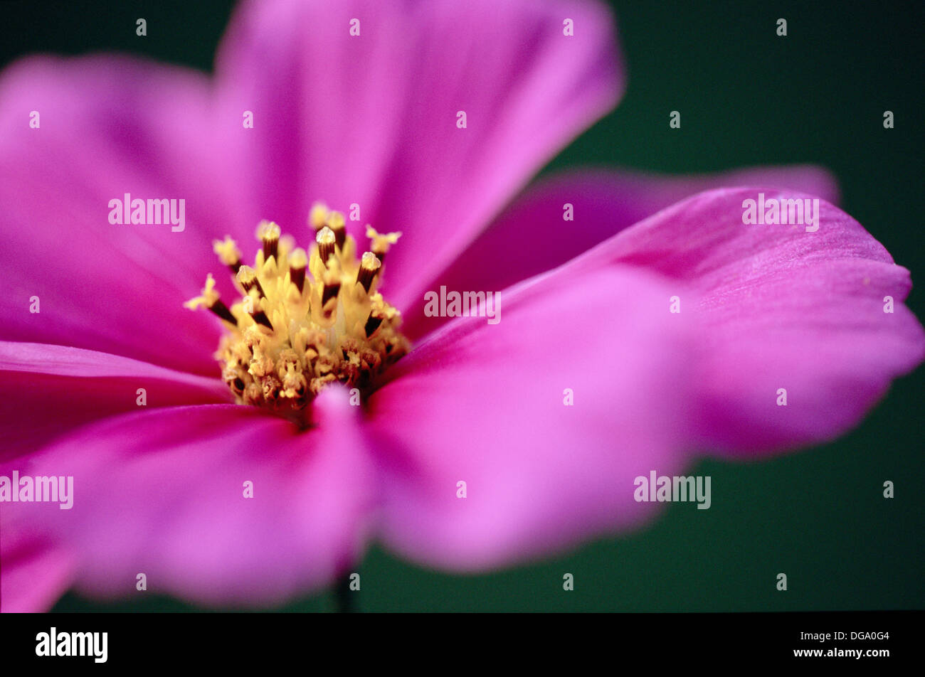 Cosmos cosmos sp hi-res stock photography and images - Alamy