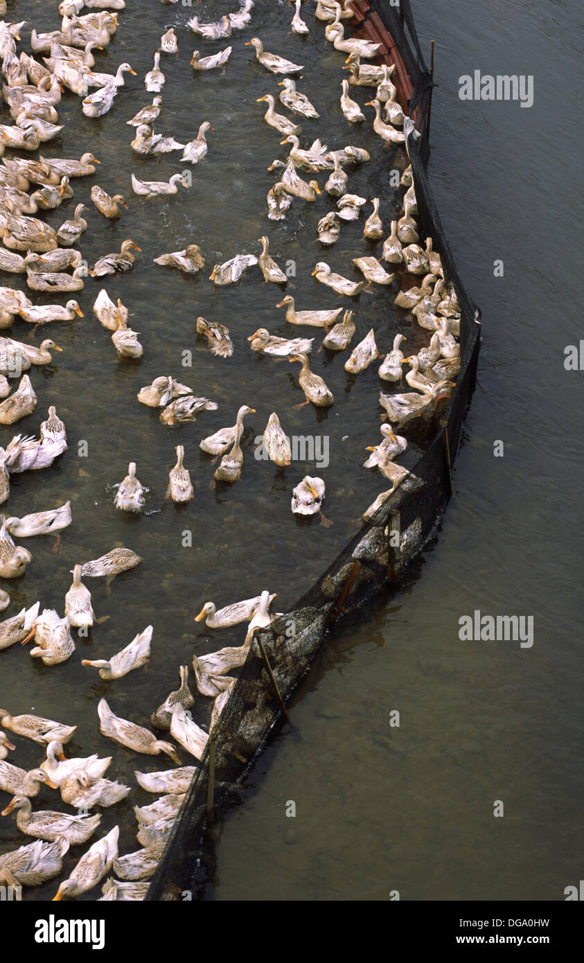 Chinese Duck Farmer High Resolution Stock Photography and Images - Alamy