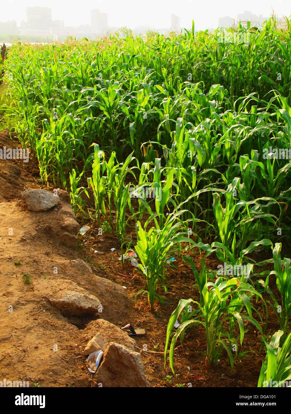 Corn Egypt High Resolution Stock Photography and Images - Alamy
