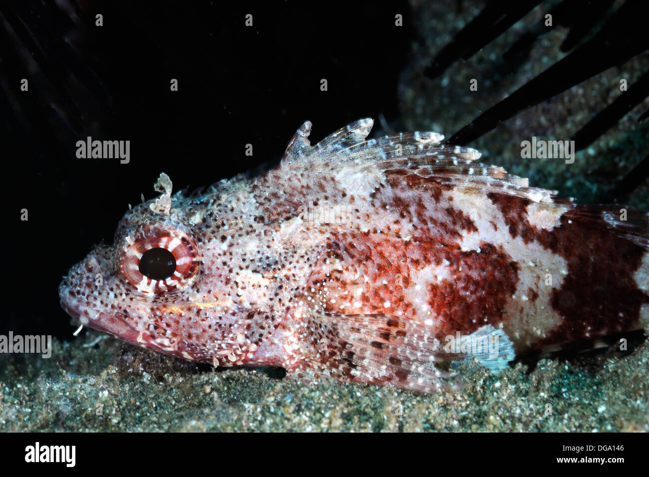 Fish on bottom hi-res stock photography and images - Alamy