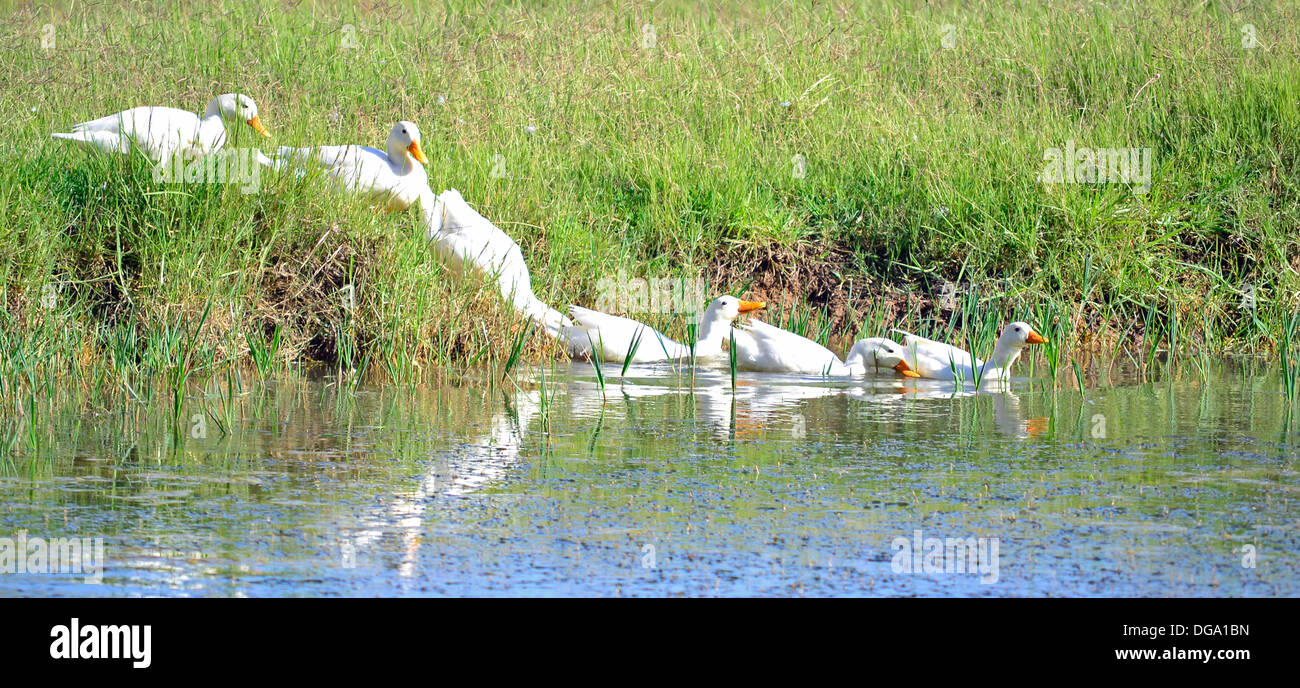 Ducks in a Row Stock Photo - Alamy