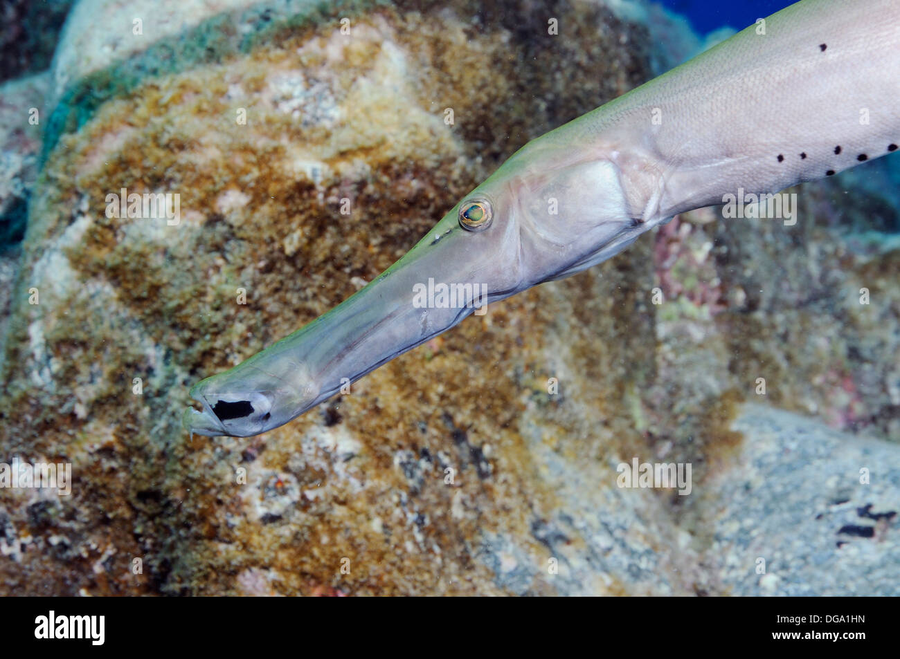 Atlantic trumpet fish hi-res stock photography and images - Alamy