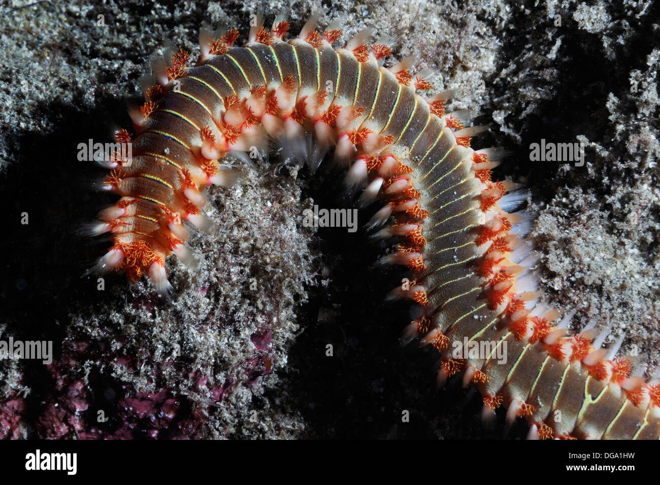 Tenerife underwater hi-res stock photography and images - Alamy