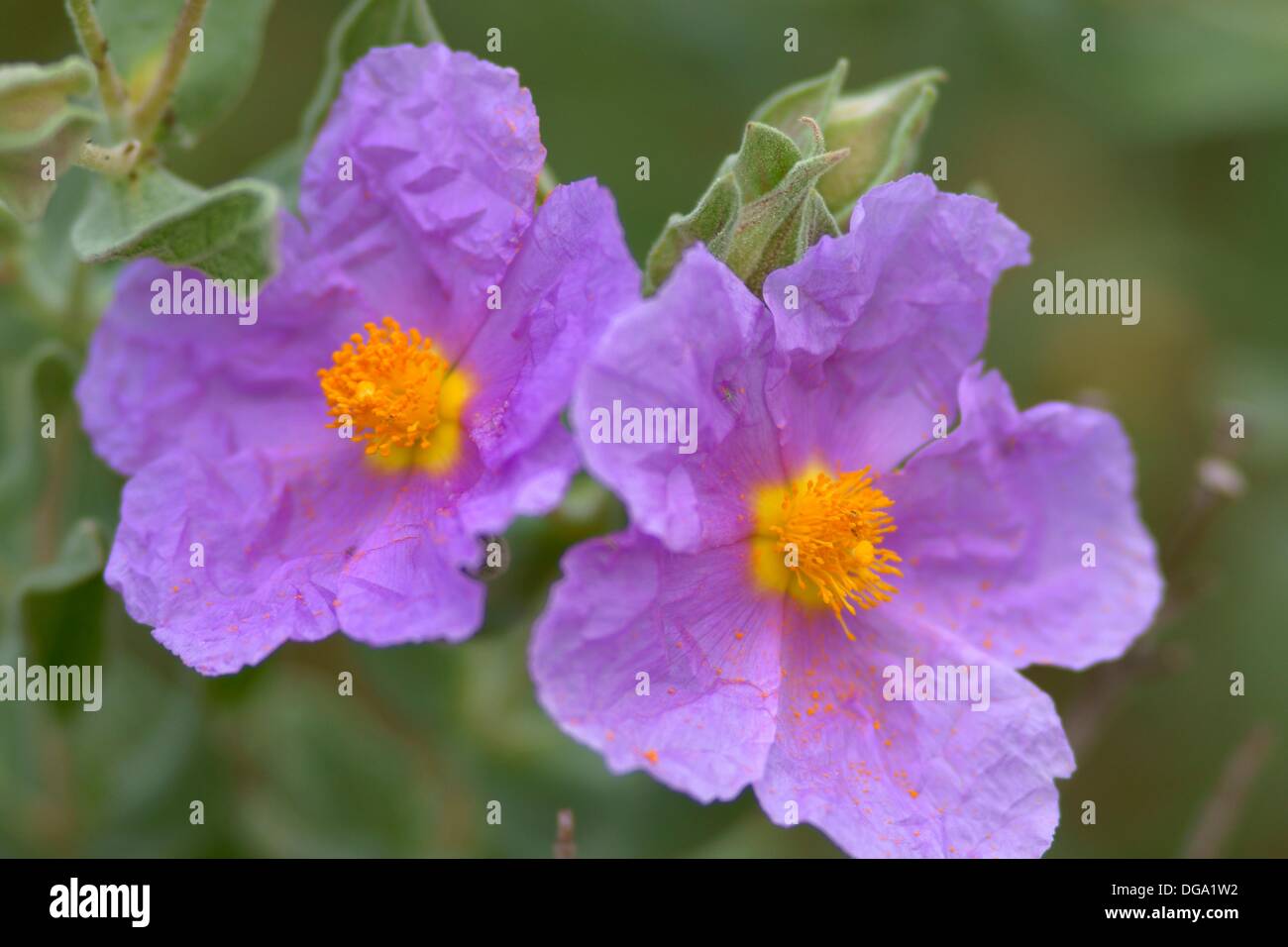 White Cistus High Resolution Stock Photography and Images - Alamy