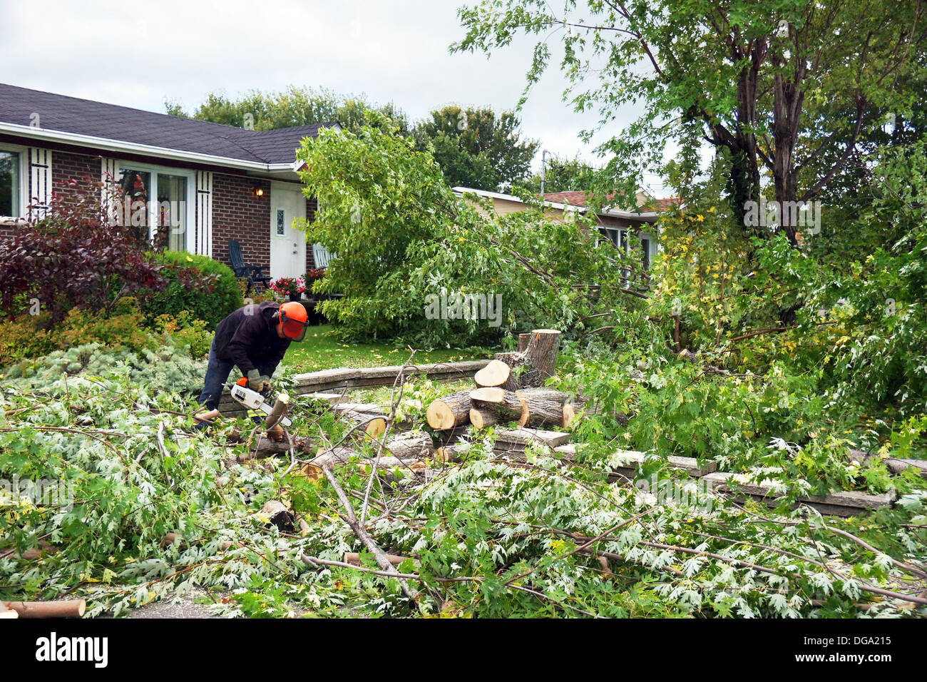 Professional worker cutting down a large tree in front yard Stock Photo ...