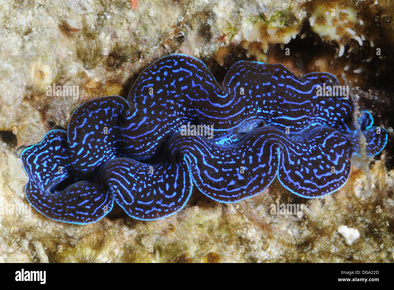 Boring giant clams hi-res stock photography and images - Alamy