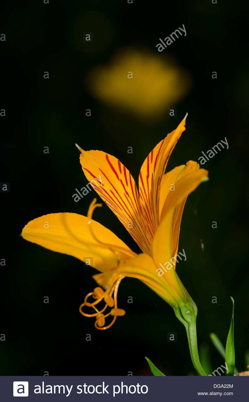 Inca Lily Stock Photos & Inca Lily Stock Images - Alamy