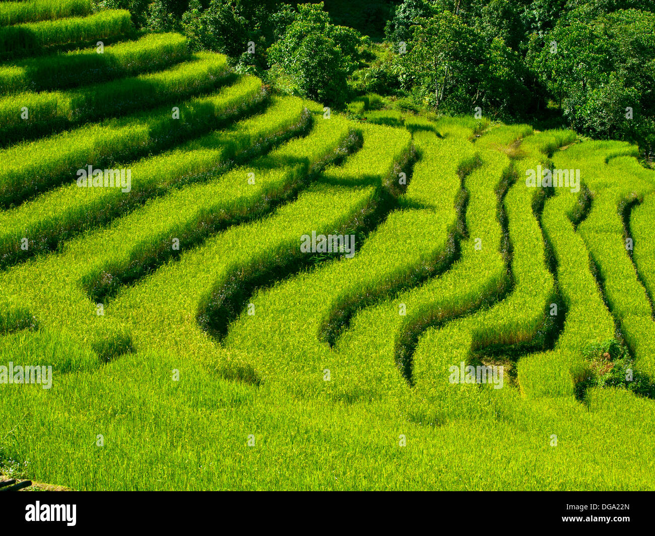 Beautiful green rice fields in Sikkim, India Stock Photo - Alamy