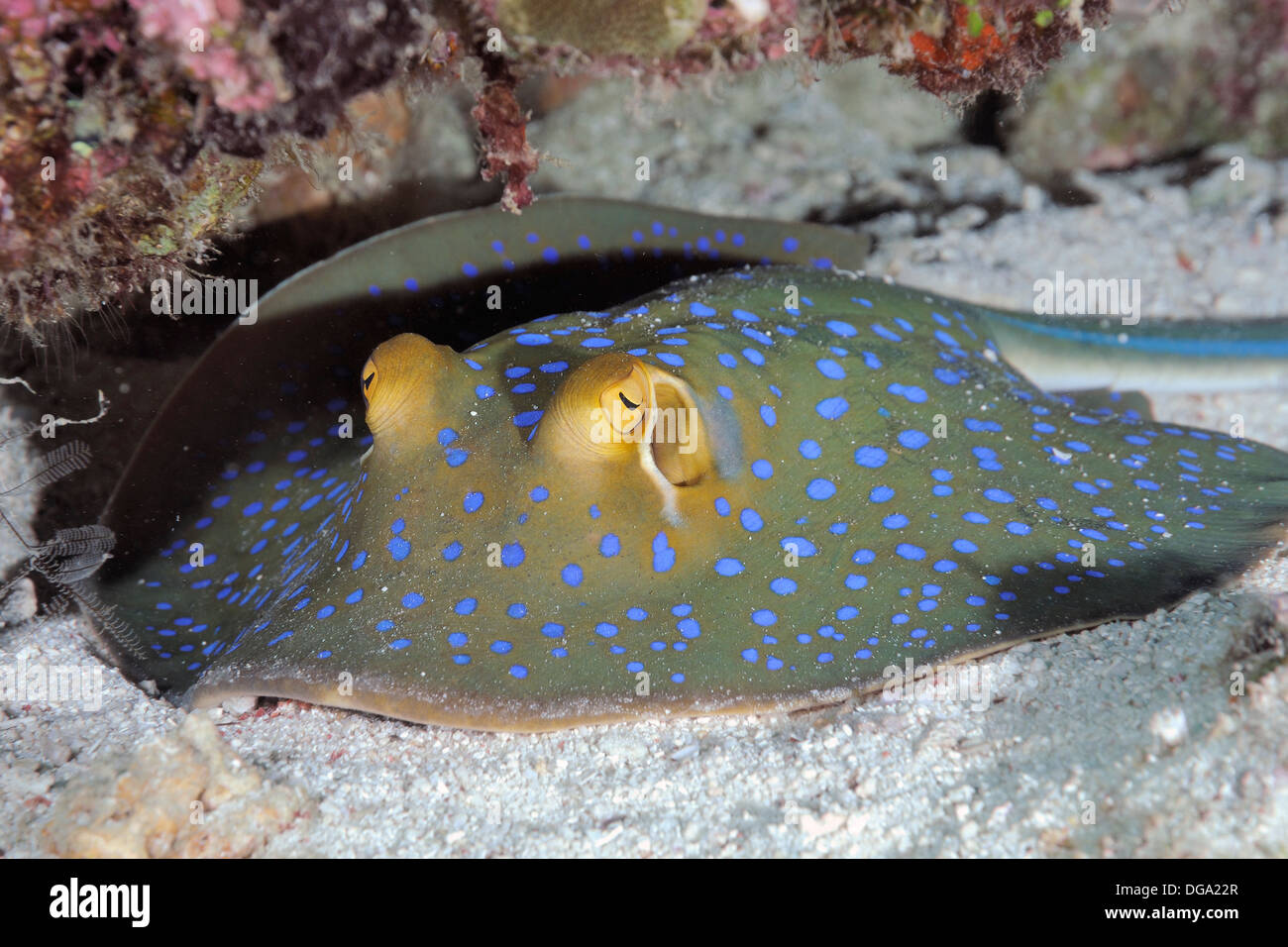 Tropical stingray, blue spotted stingray Stock Photo - Alamy