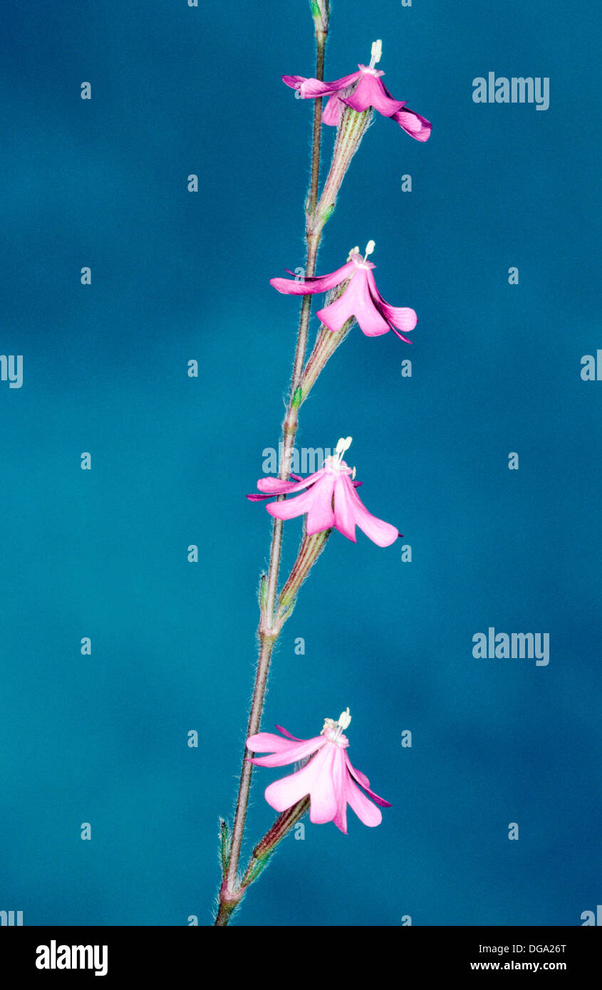 Silene Colorata High Resolution Stock Photography and Images - Alamy