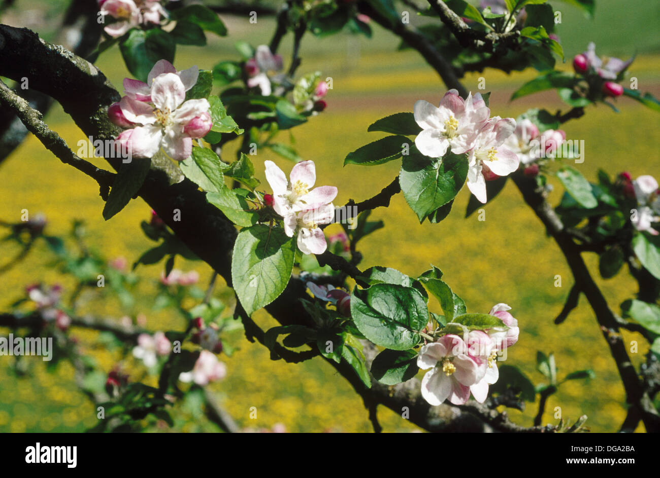 Botany malus hi-res stock photography and images - Alamy