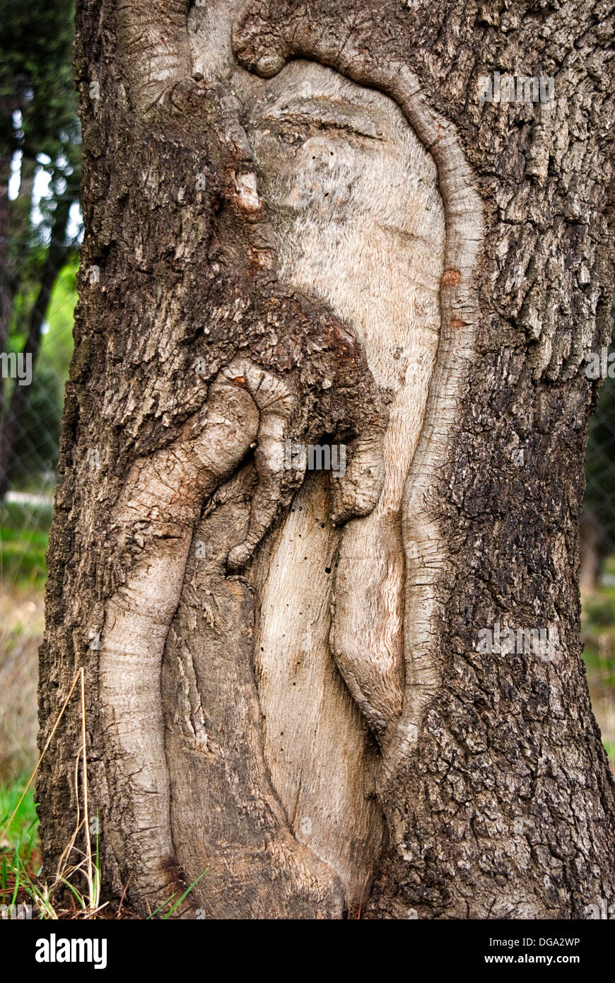 Car crash tree hi-res stock photography and images - Alamy