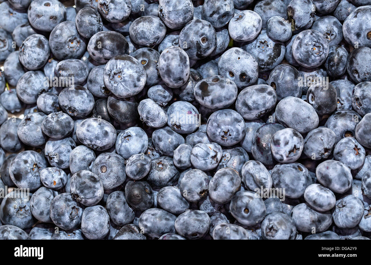 blueberry background plant Stock Photo - Alamy