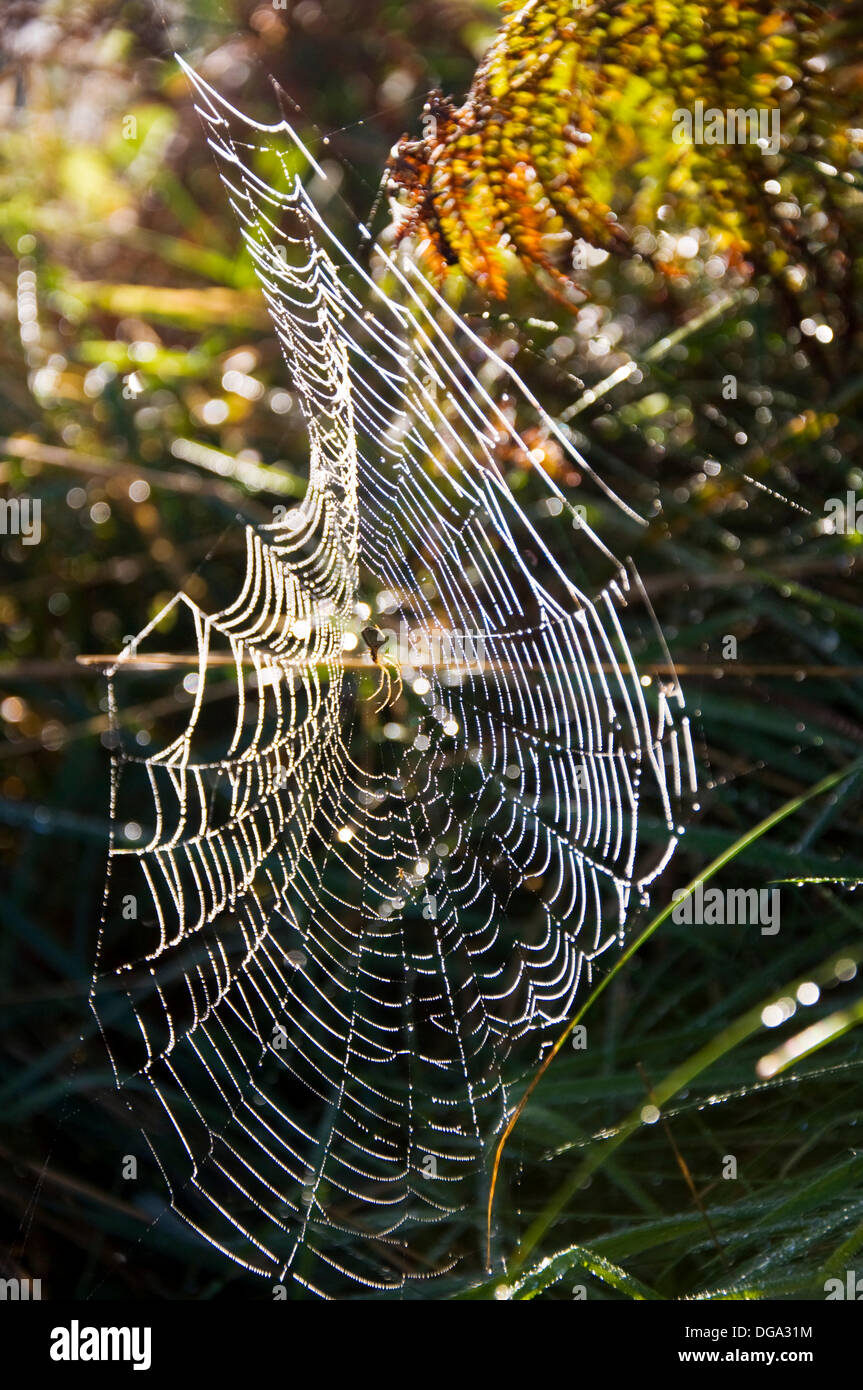 Spiders in ireland hi-res stock photography and images - Alamy