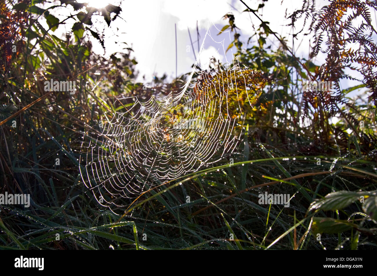Spiders in ireland hi-res stock photography and images - Alamy
