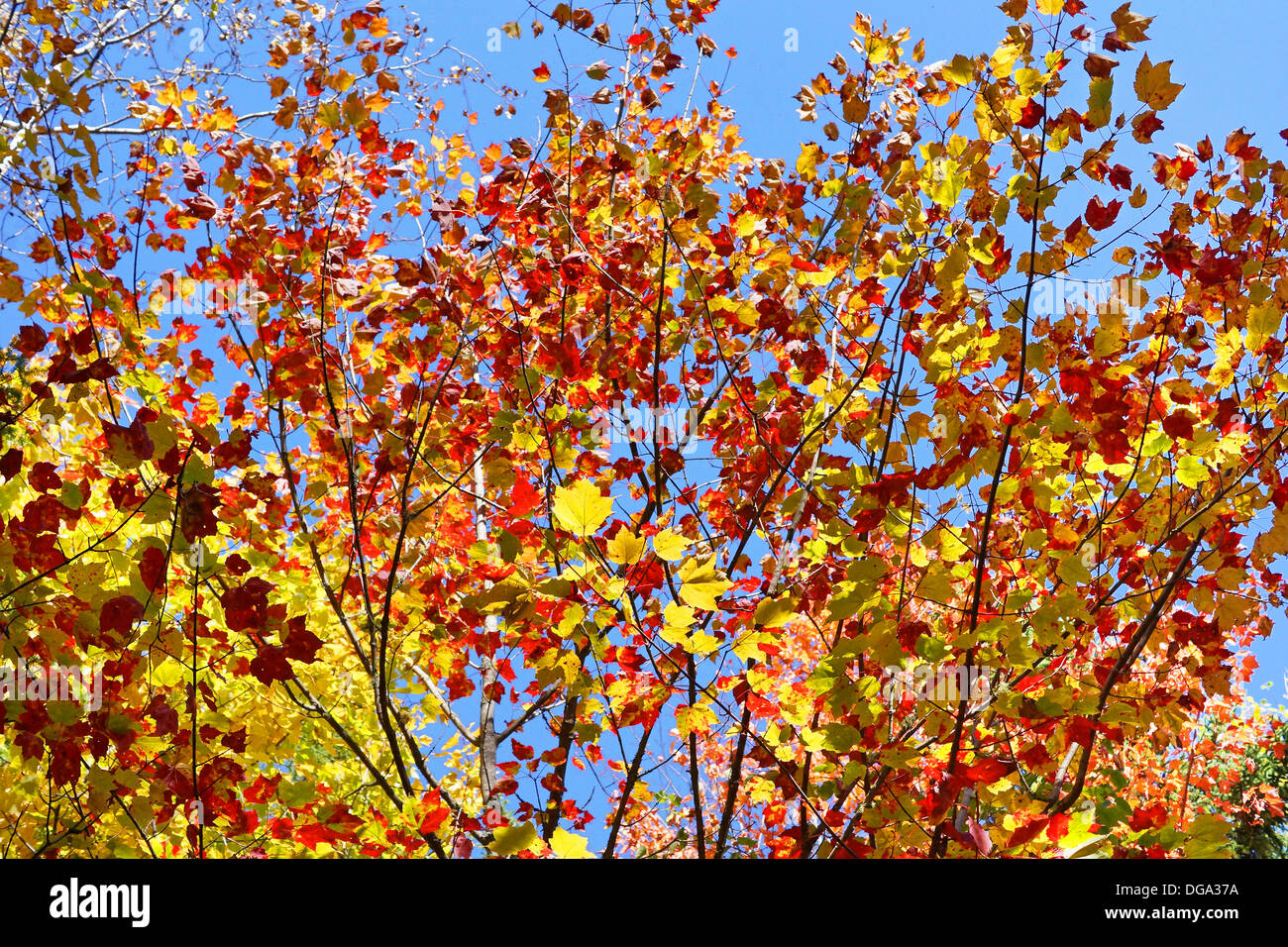 Trees with colorful leaves, fall and autumn season background Stock ...