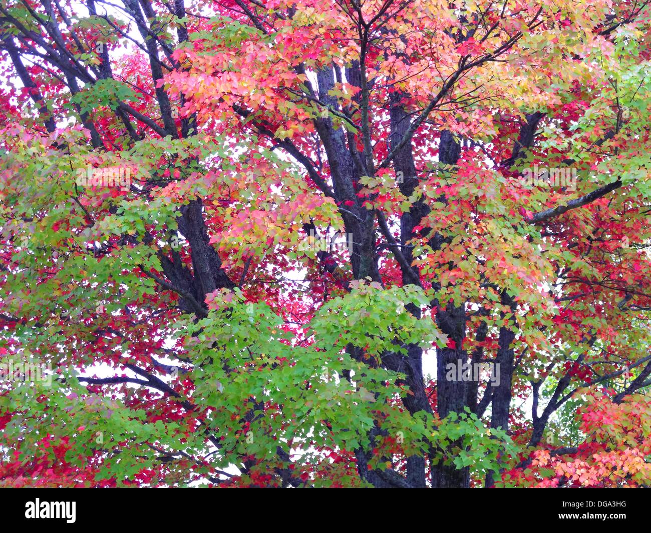 Know the swamp hi-res stock photography and images - Alamy