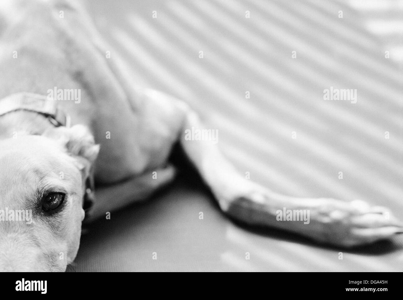 Humane dog trap hi-res stock photography and images - Alamy