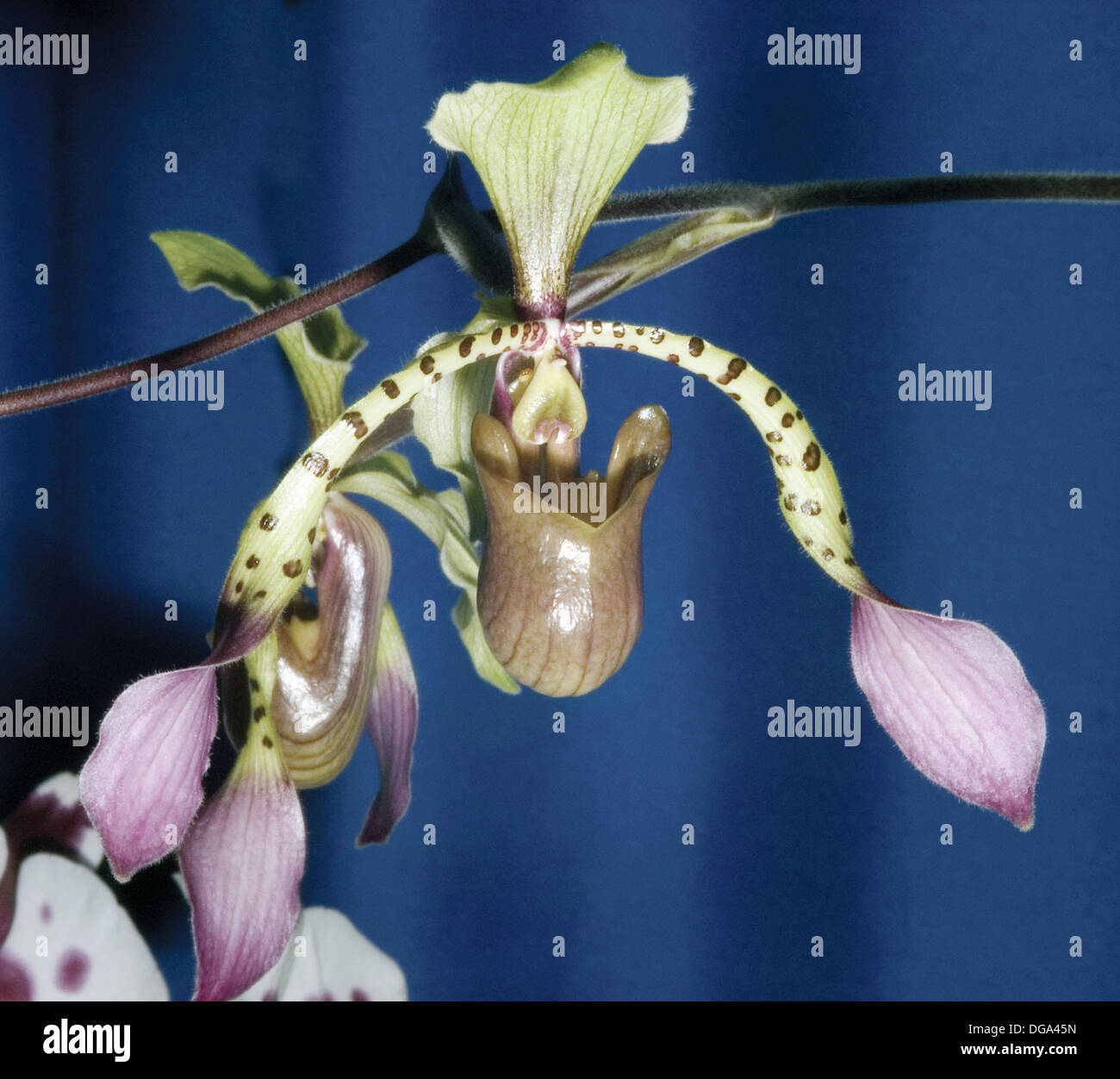 Paphiopedilum haynaldianum hi-res stock photography and images - Alamy