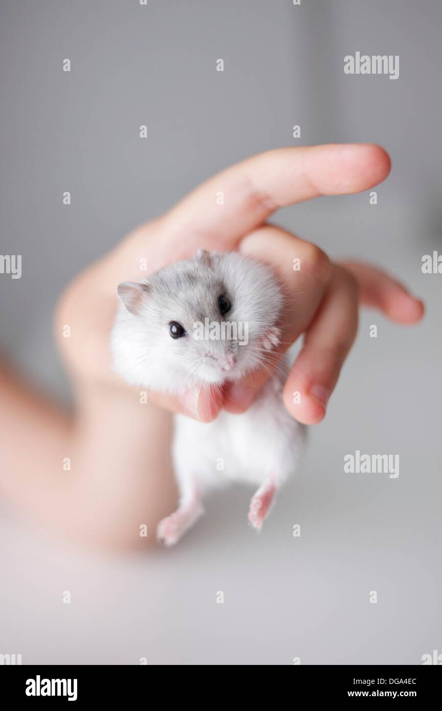 Tiny russian hi-res stock photography and images - Alamy