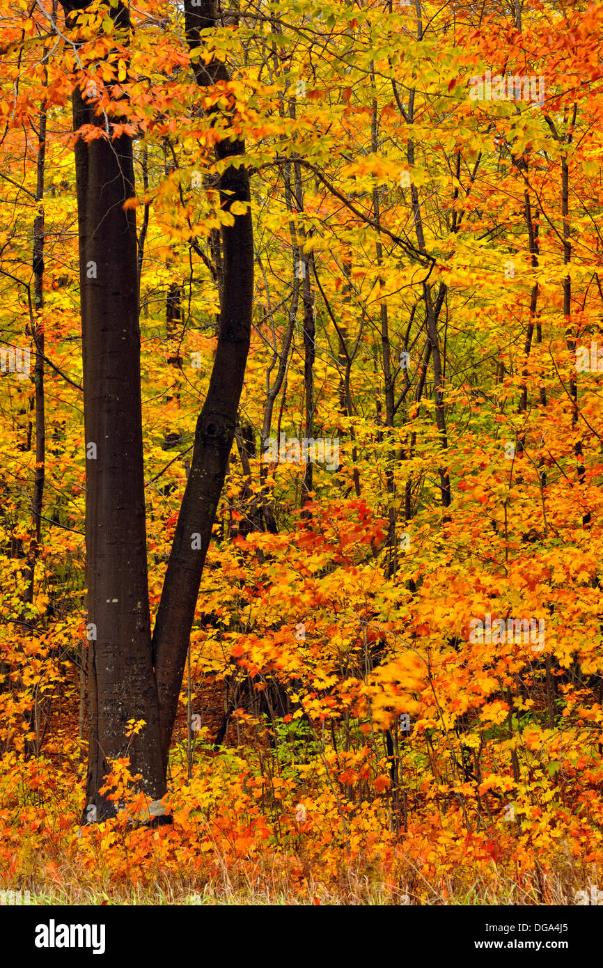 Hardwood forest in late autumn colour Hulbert's Corner Michigan USA ...