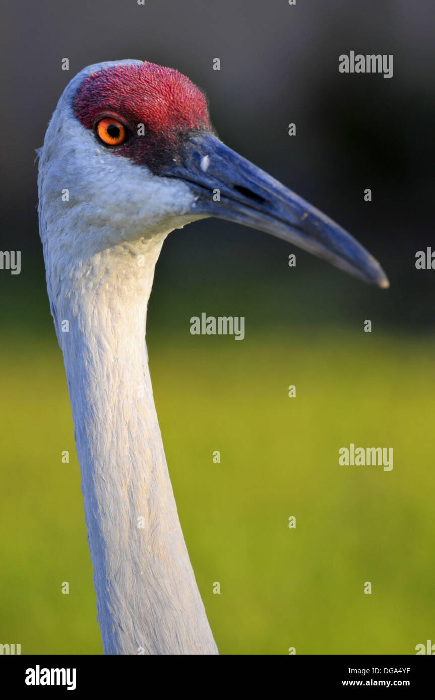 Head image of sandhill crane hi-res stock photography and images - Alamy