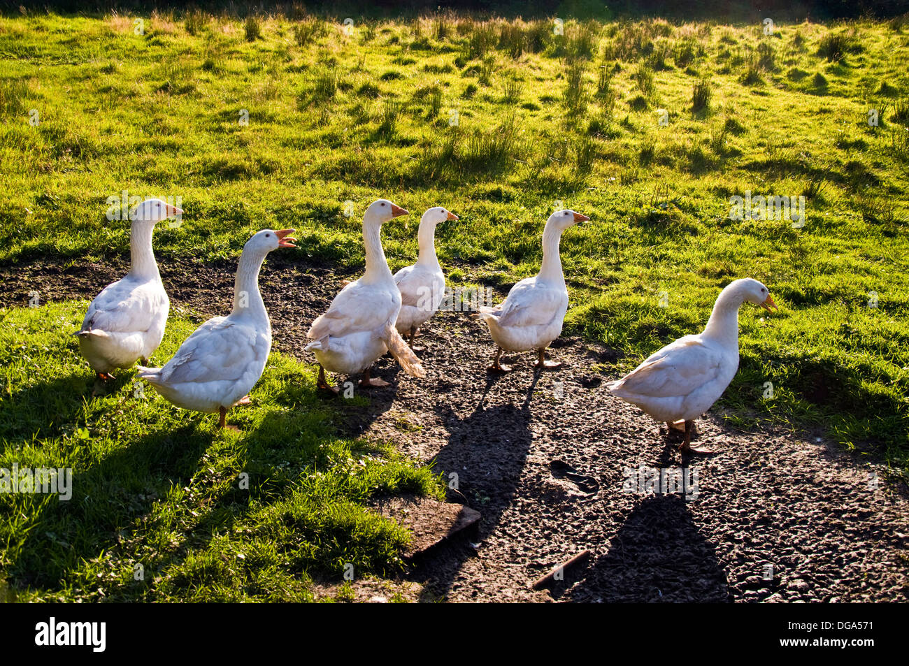 A gaggle of geese Stock Photo - Alamy