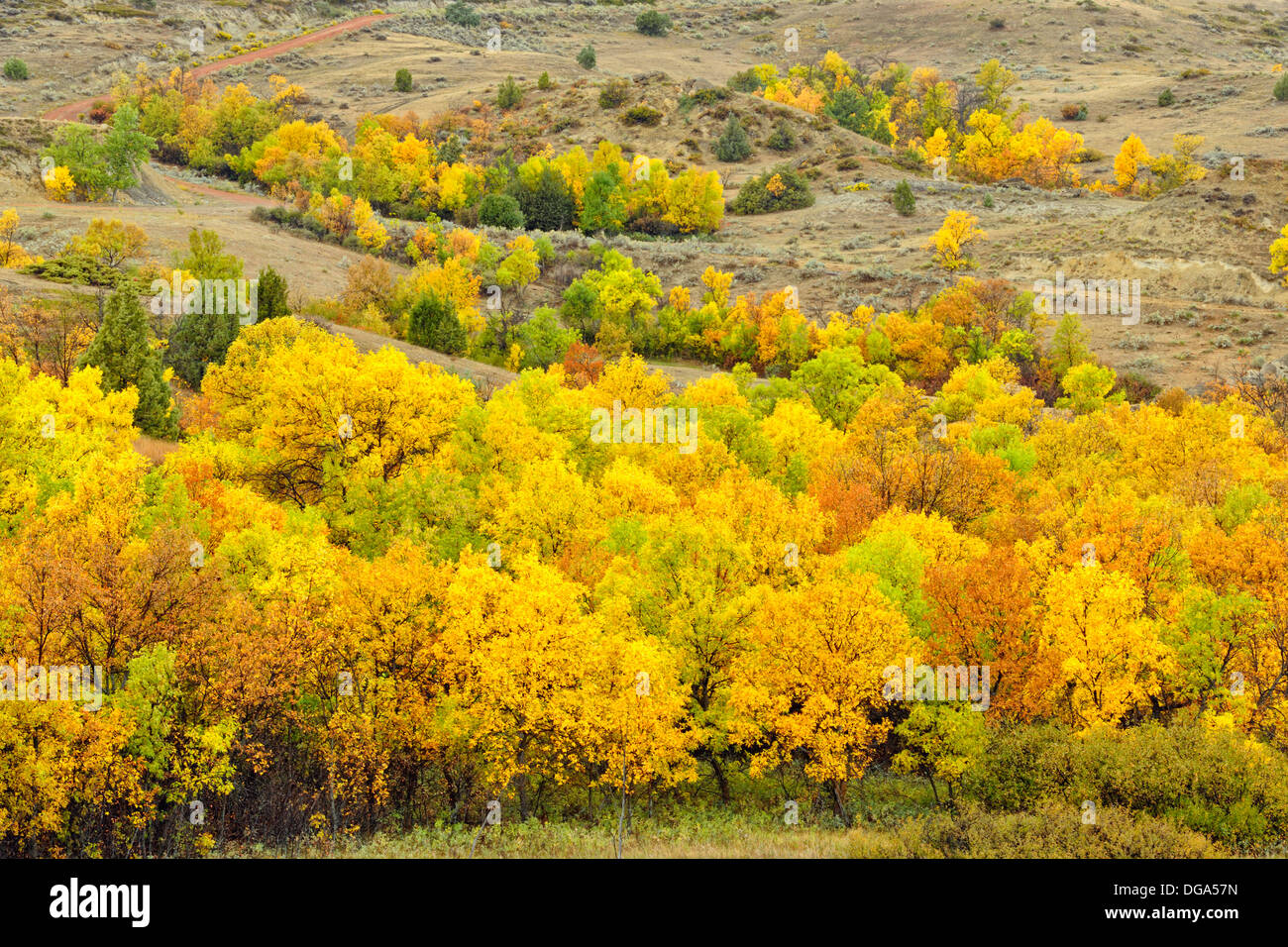 Green ash trees displaying early autumn colour in grasslands Theodore ...
