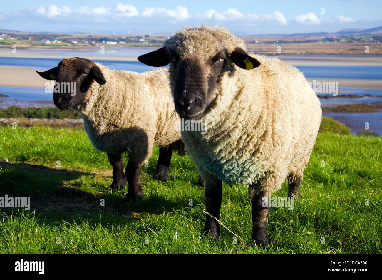 Uncastrated male sheep hi-res stock photography and images - Alamy