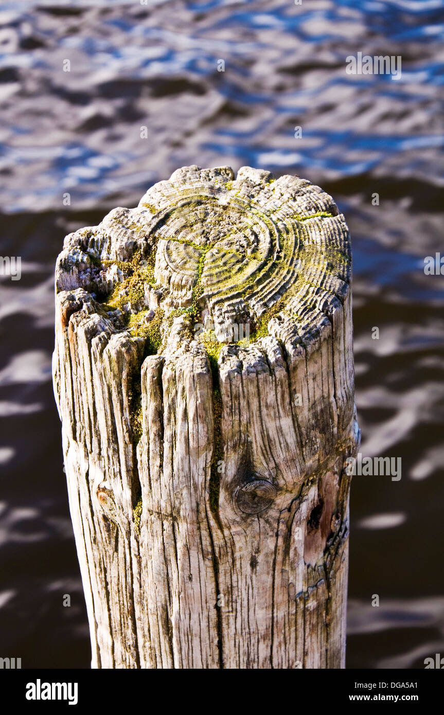 Old aged wooden post on jetty showing texture of weathered wood Stock ...
