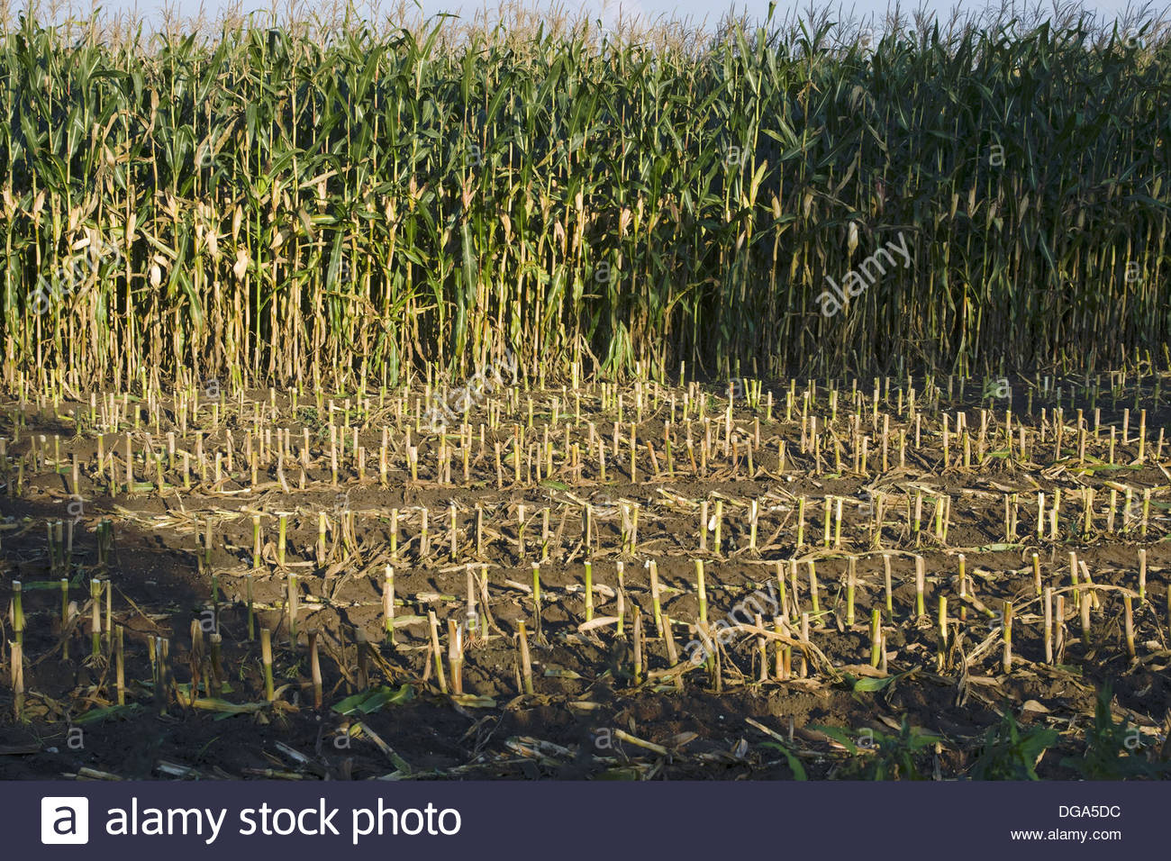 Fodder Corn High Resolution Stock Photography and Images - Alamy