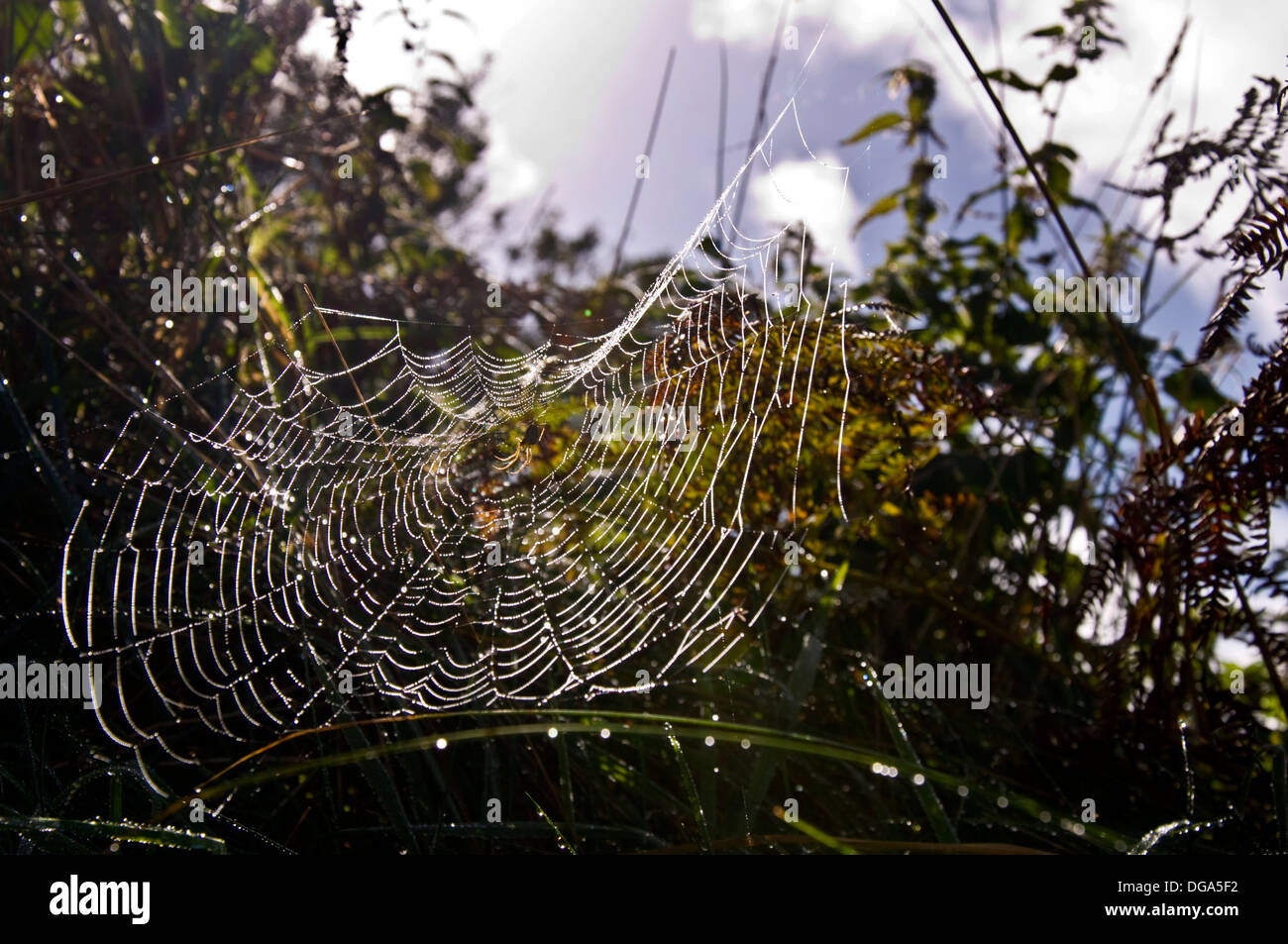 Sun spiders hi-res stock photography and images - Alamy