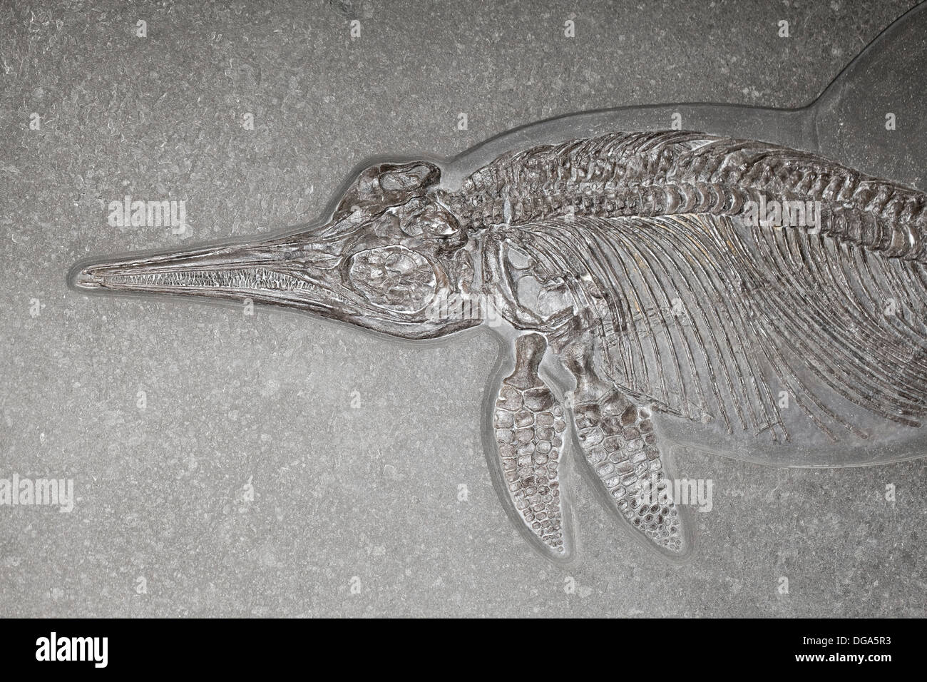 Fossil vertebrae hi-res stock photography and images - Alamy