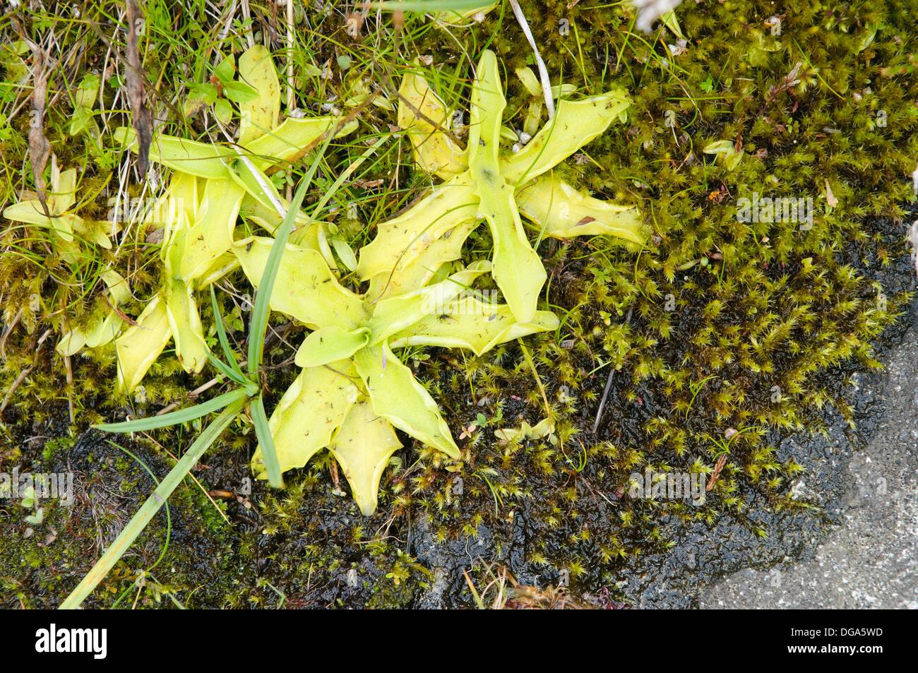 Carnivore insects hi-res stock photography and images - Alamy