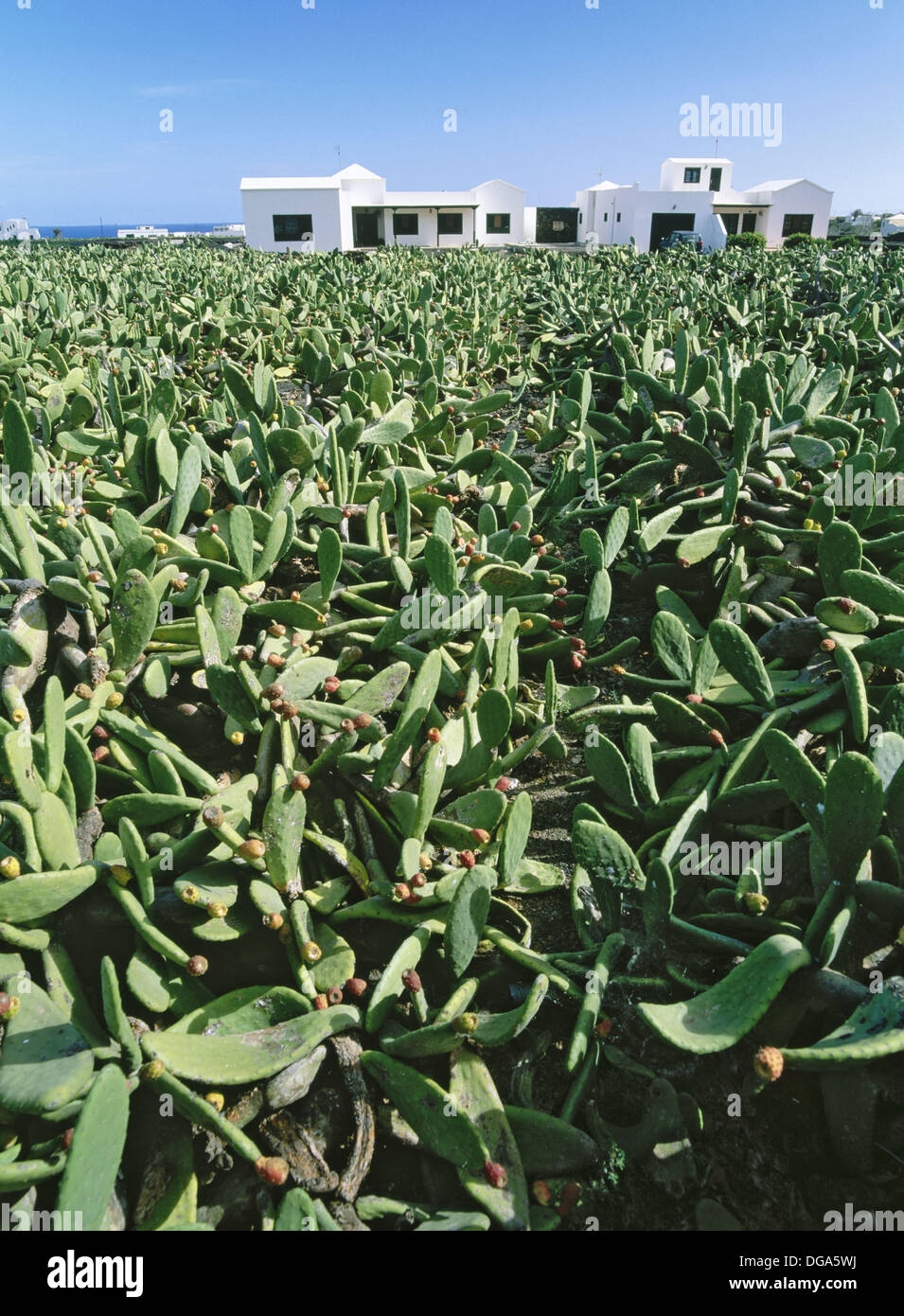 Coccus Cacti High Resolution Stock Photography and Images - Alamy