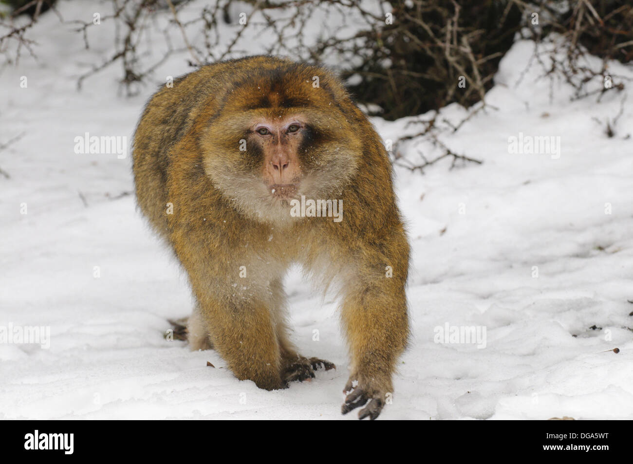 Azrou Cedar Forest, Morocco High Resolution Stock Photography and ...